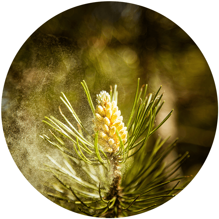 Surthrival - Premium Supplements – Pine Pollen Gold